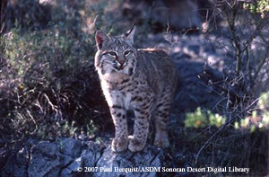 Desert Bobcat